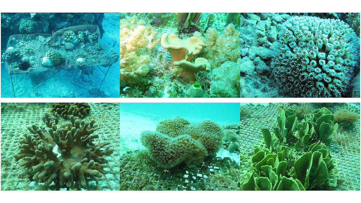 Coral Farming for the Aquarium Trade - Sustainable Aquacuture
