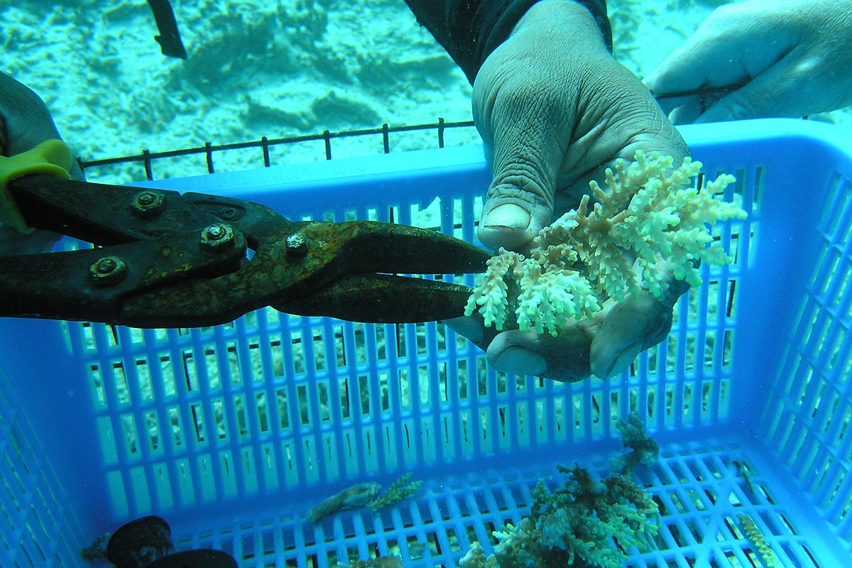 Coral Farming for the Aquarium Trade - Sustainable Aquacuture